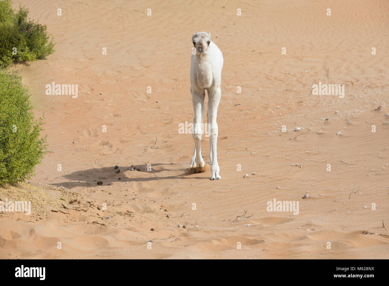 White colored Arabian dromedary baby camel in the desert. Abu Dhabi ...