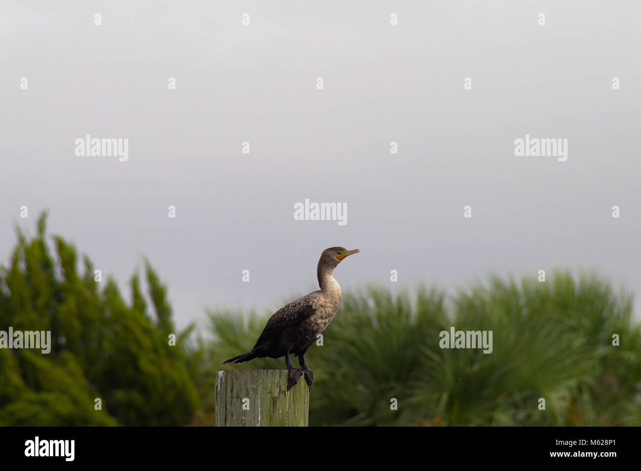 Baby cormorants hi-res stock photography and images - Alamy
