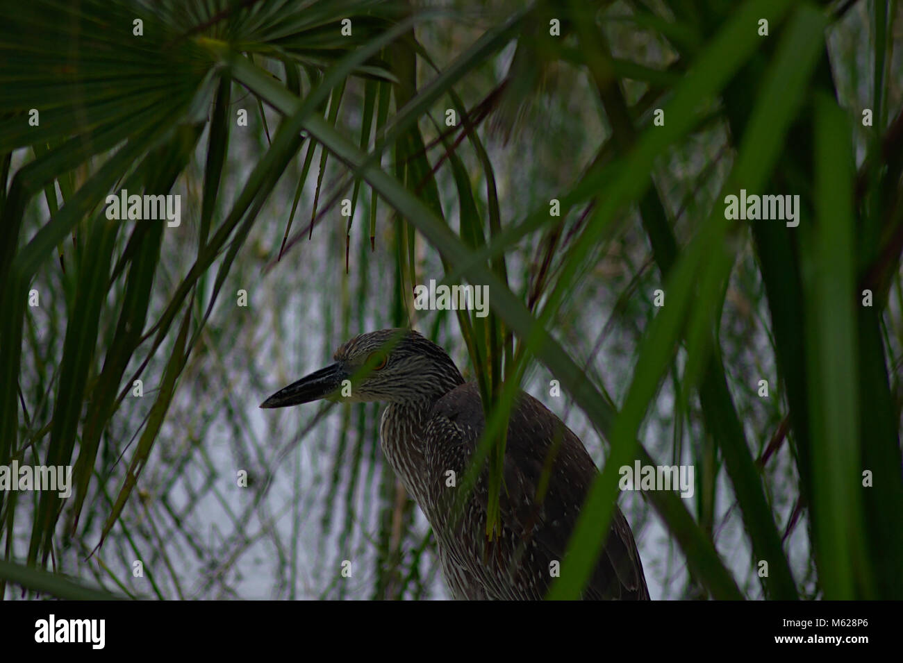 Brown Bittern under cover of green foliage Stock Photo - Alamy