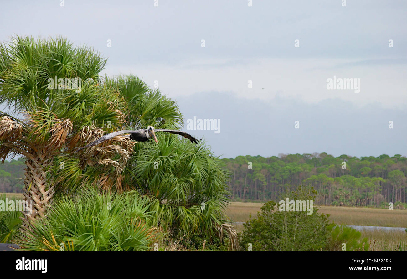 Gulf coast bird hi-res stock photography and images - Alamy