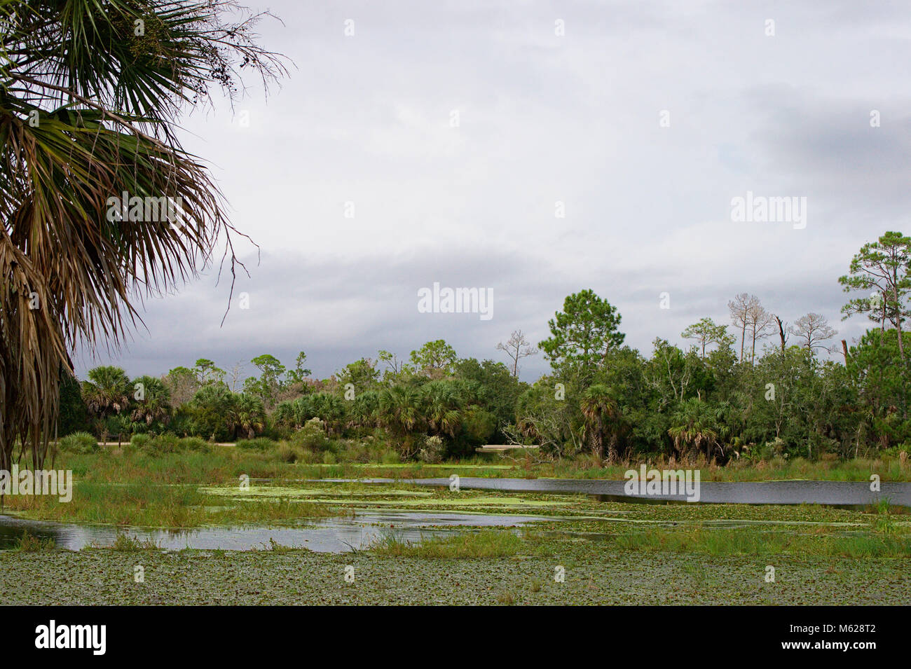 Coast off the everglades hi-res stock photography and images - Alamy