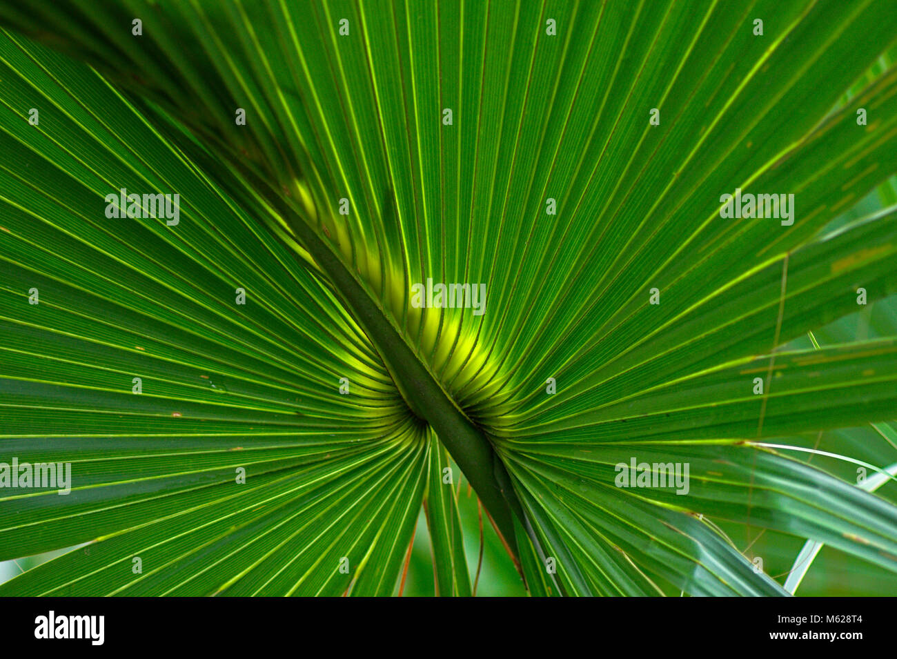 Fan Palm Tree High Resolution Stock Photography and Images - Alamy