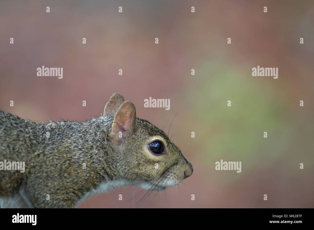 Curled up squirrel hi-res stock photography and images - Alamy