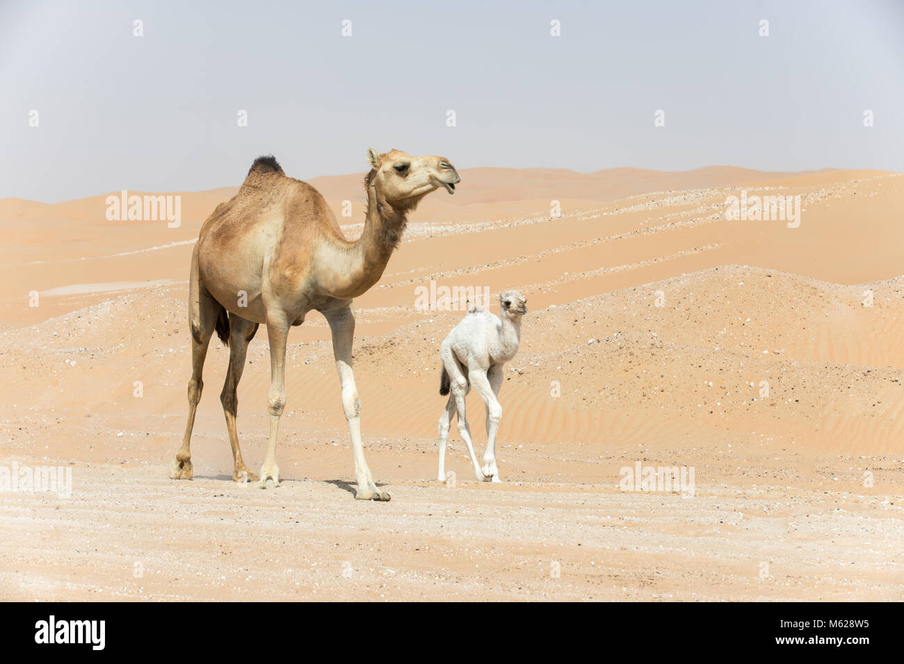 Proud Arabian dromedary camel mother walking with her white colored ...