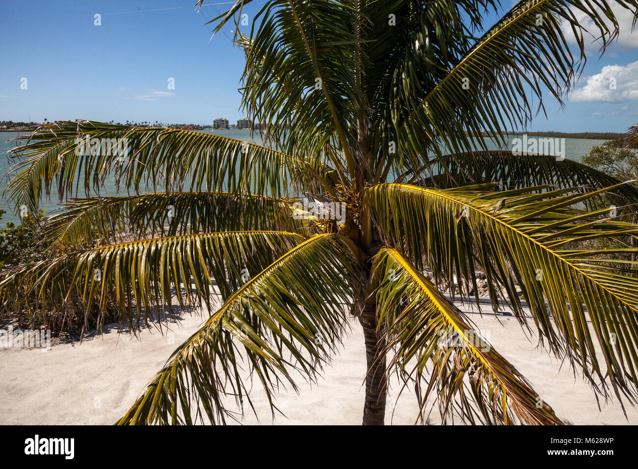 Royal palm tree hi-res stock photography and images - Alamy