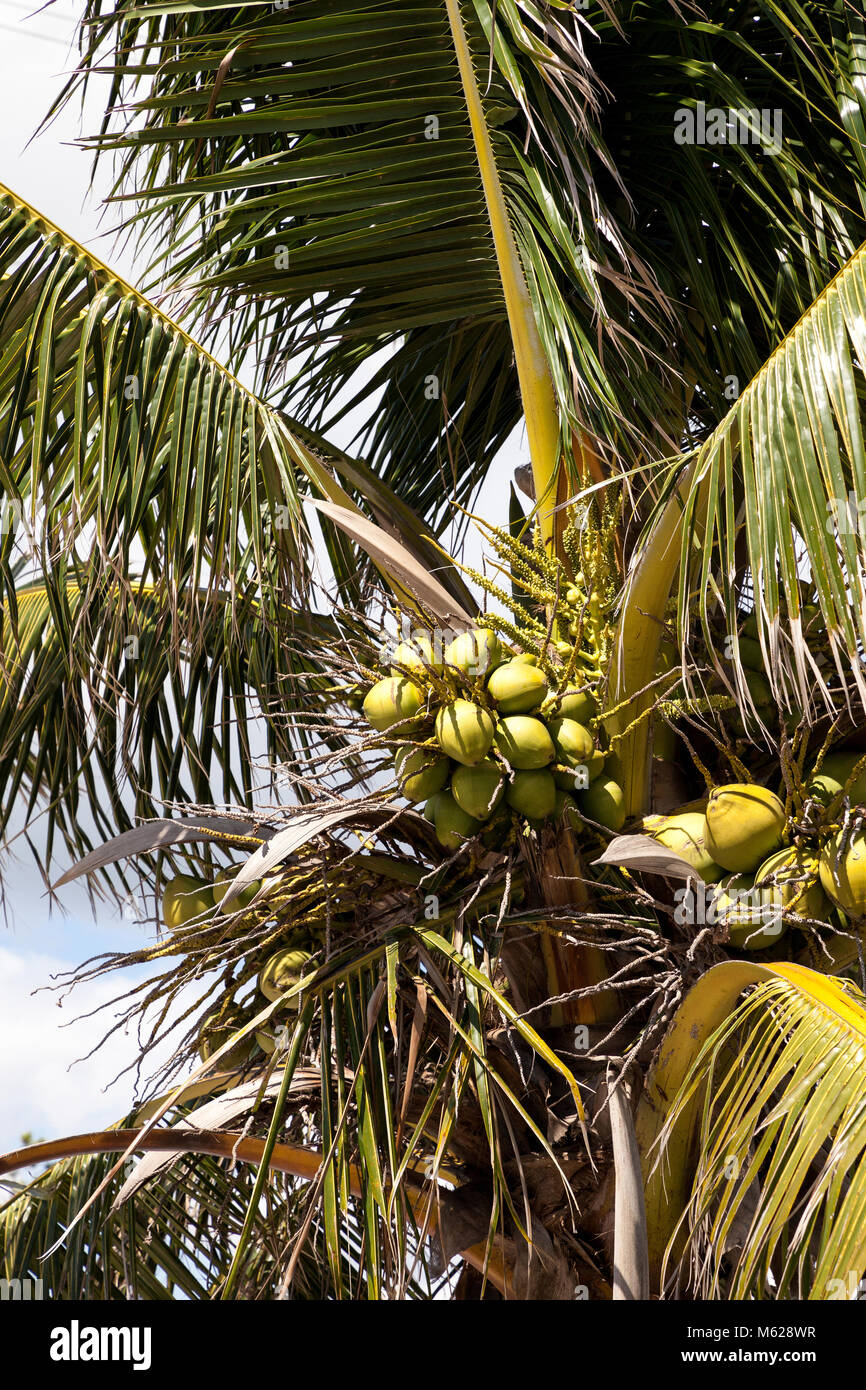 Royal palm tree hi-res stock photography and images - Alamy