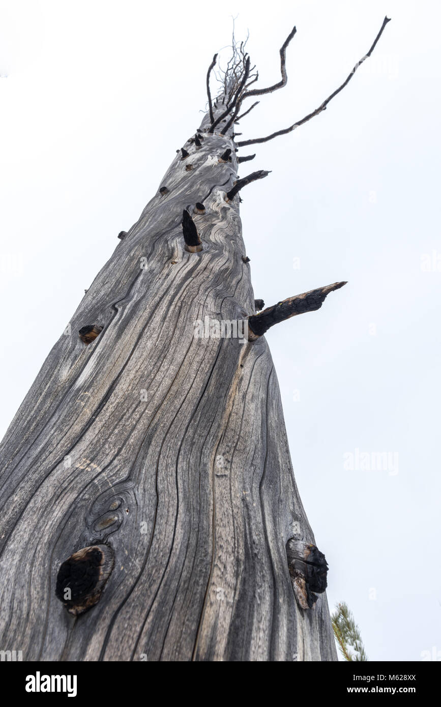 Burnt tree hi-res stock photography and images - Alamy