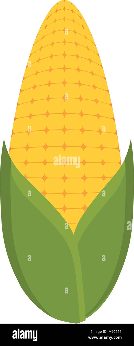 colorful corn over white background vector illustration Stock Vector ...