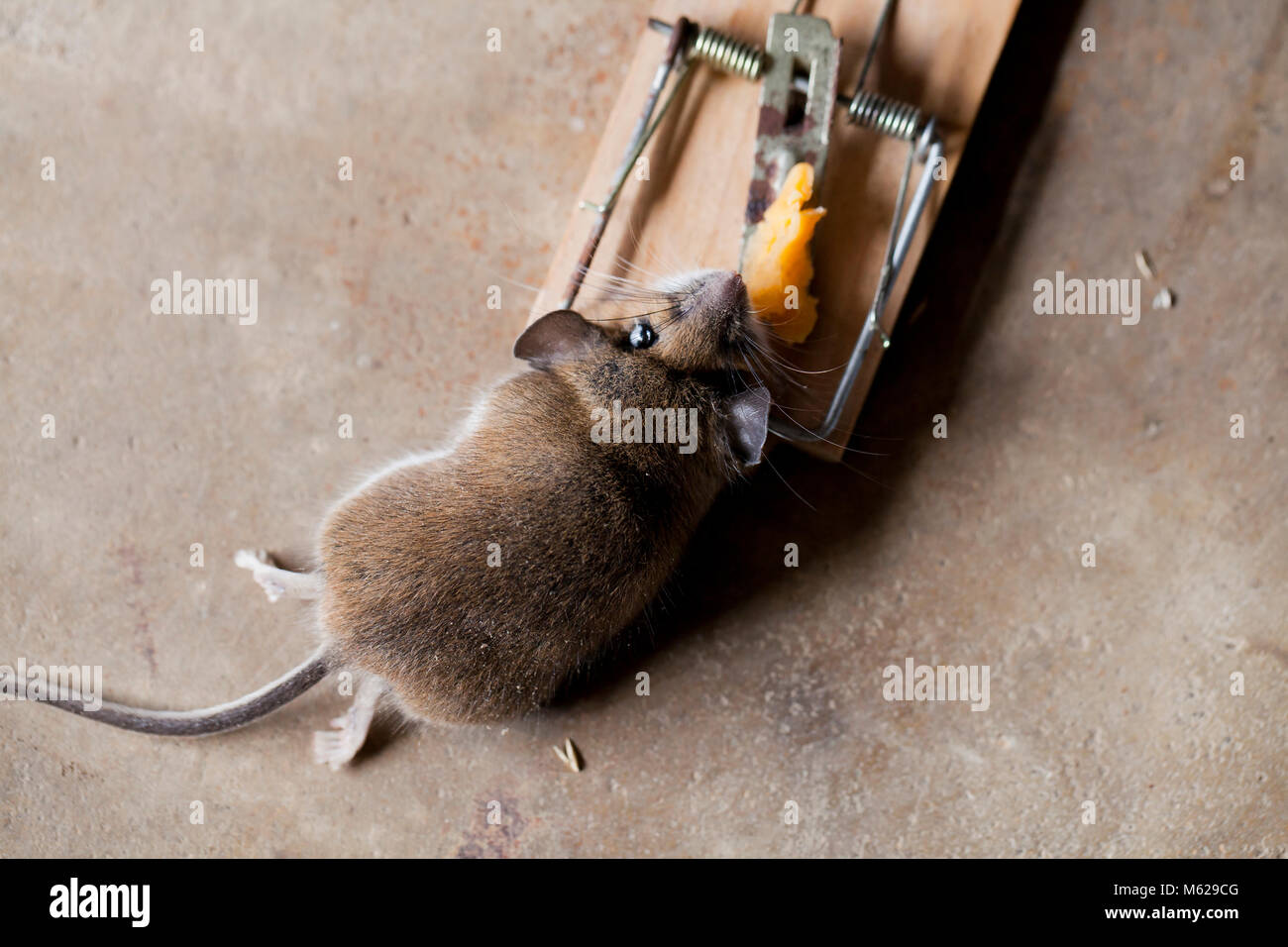 House mouse hi-res stock photography and images - Alamy