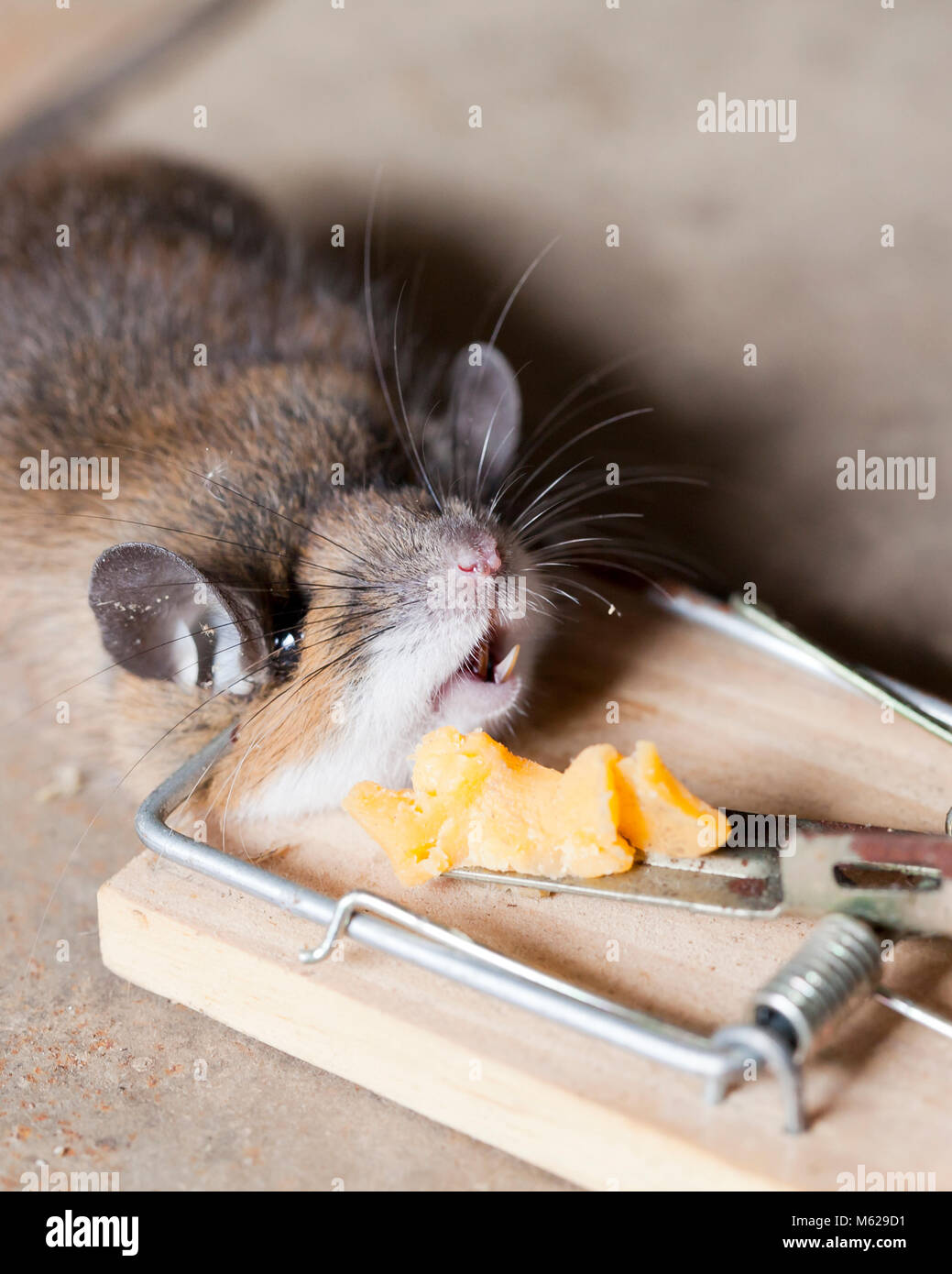 Dead common house mouse (Mus musculus) caught in mousetrap - USA Stock ...