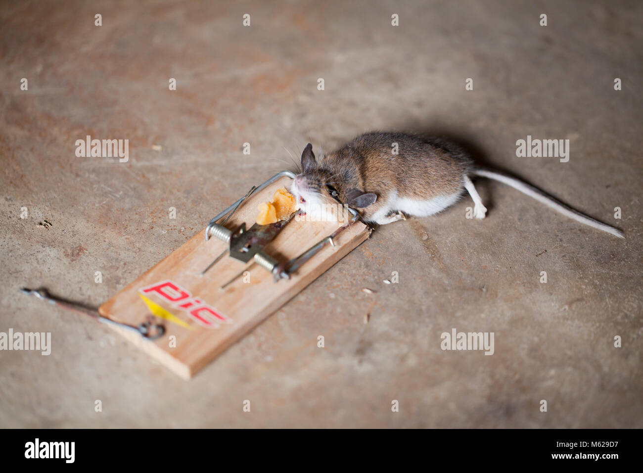 Mouse Caught In Trap High Resolution Stock Photography and Images - Alamy