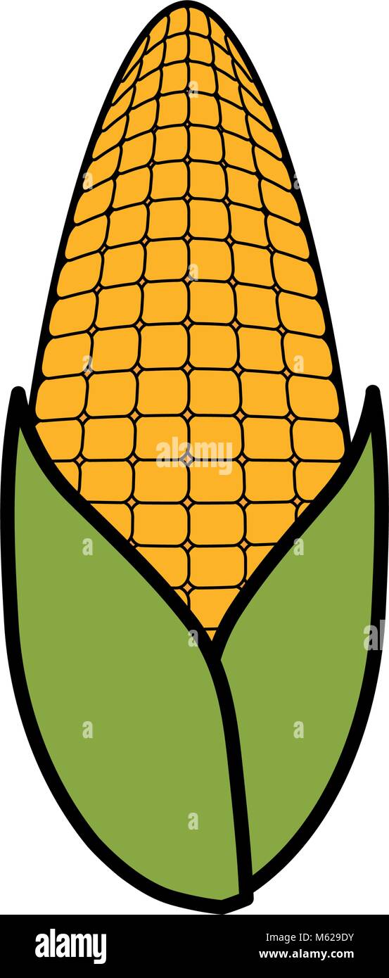colorful corn over white background vector illustration Stock Vector ...