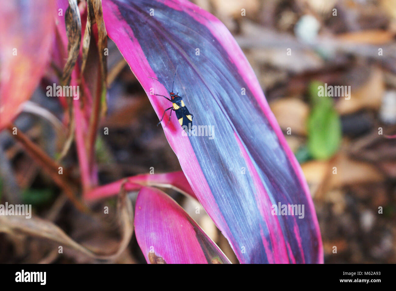 Little bug over flower Stock Photo - Alamy