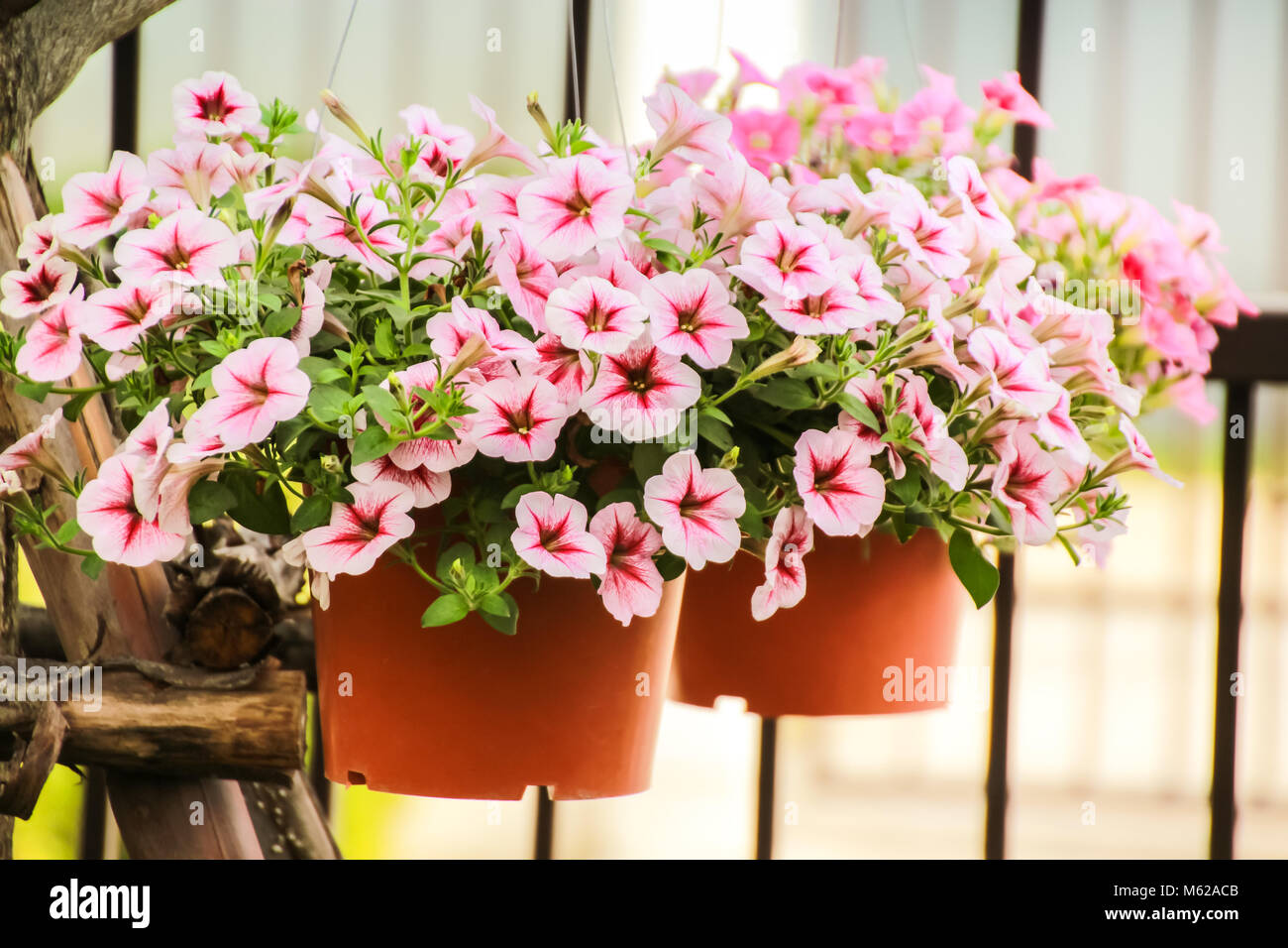 Petunia Hanging Basket High Resolution Stock Photography and Images - Alamy