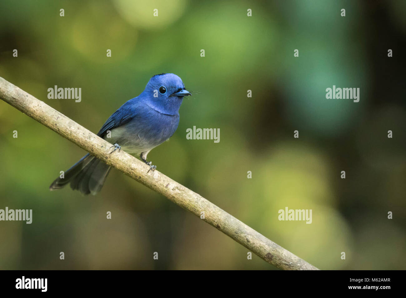 Black nape hi-res stock photography and images - Alamy