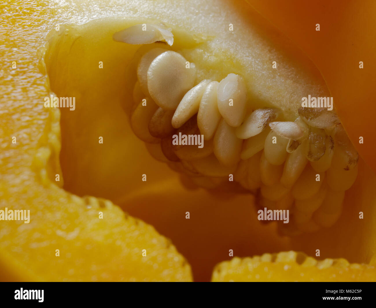 Close up shot of seed, placenta, and pericarp of cut yellow bell pepper ...