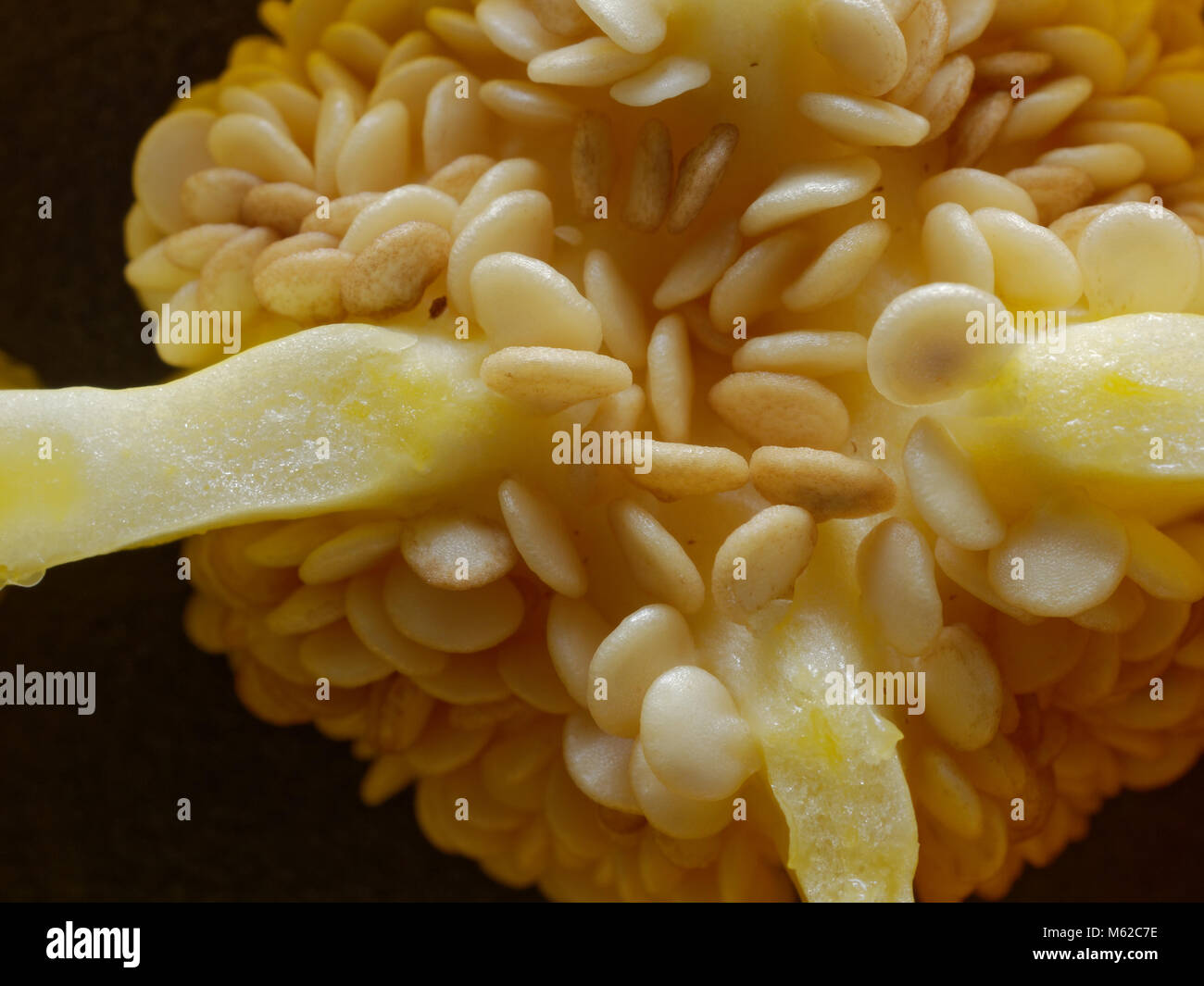 Close up shot of seed and placenta of cut yellow bell pepper or ...