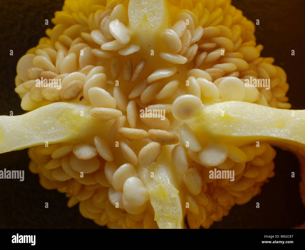 Close up shot of seed and placenta of cut yellow bell pepper or ...