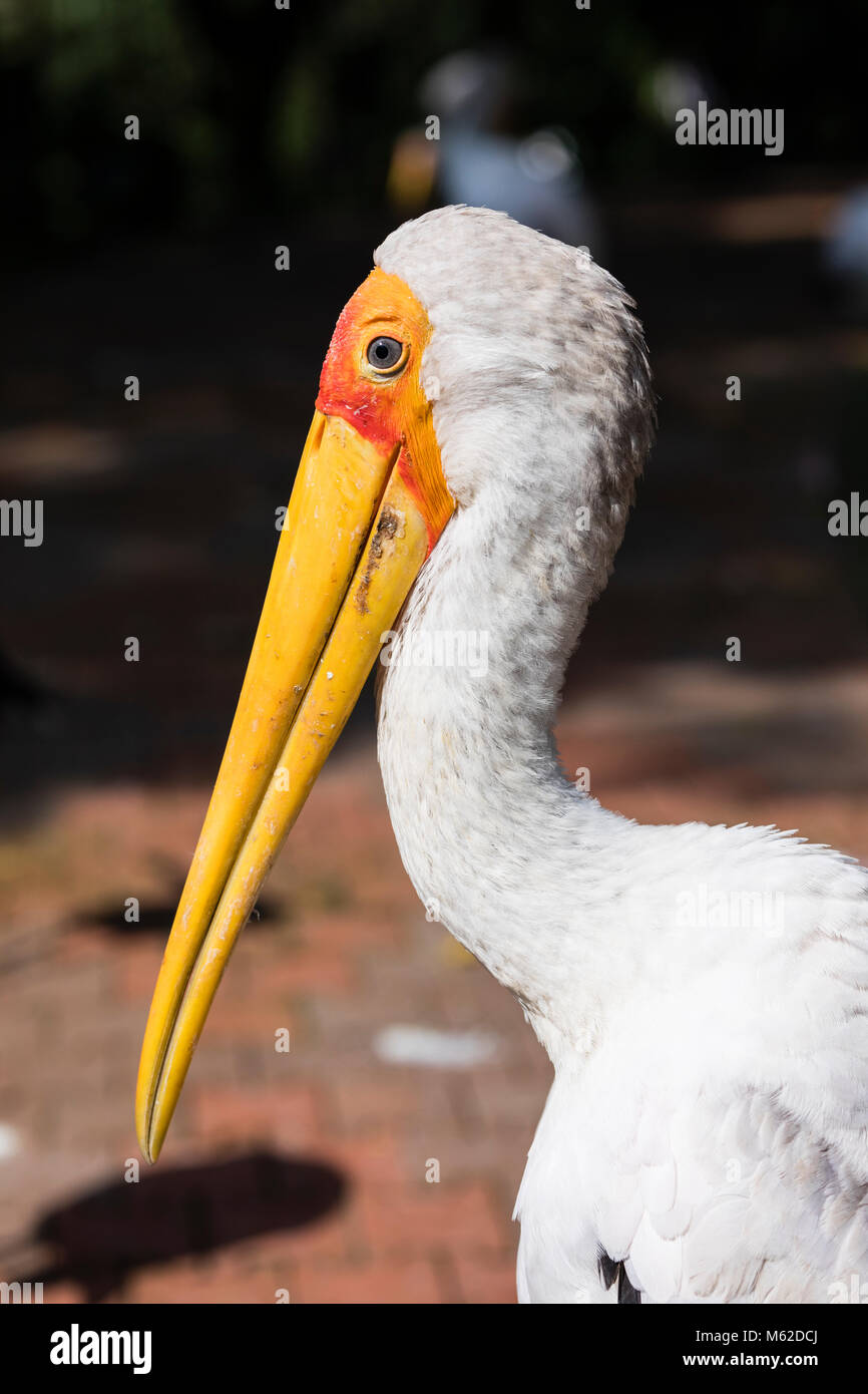 Close-up of the head of a yellow-billed Stork (Mycteria ibis Stock ...
