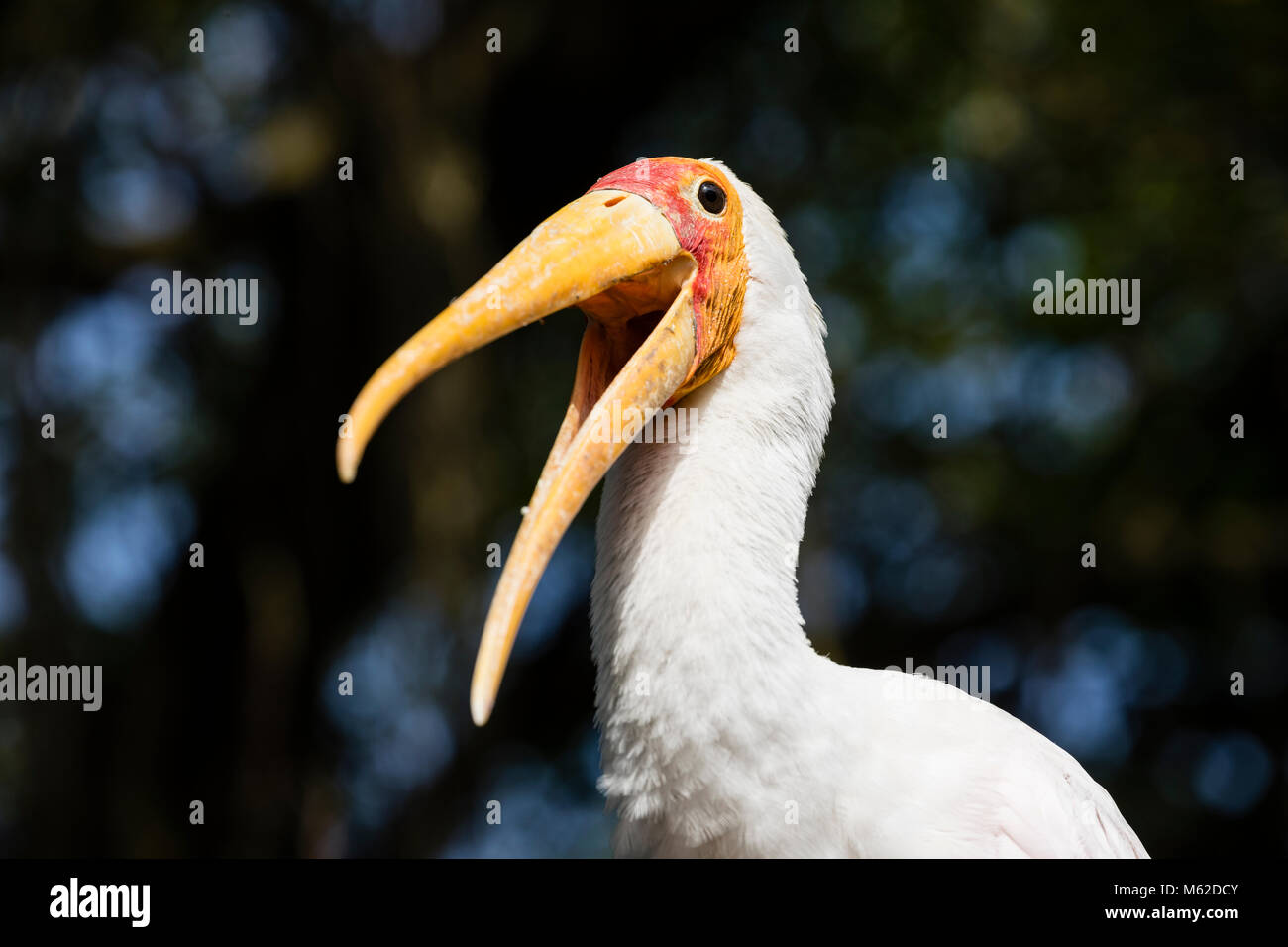 Yellow-billed Stork (Mycteria ibis) with open beak Stock Photo - Alamy