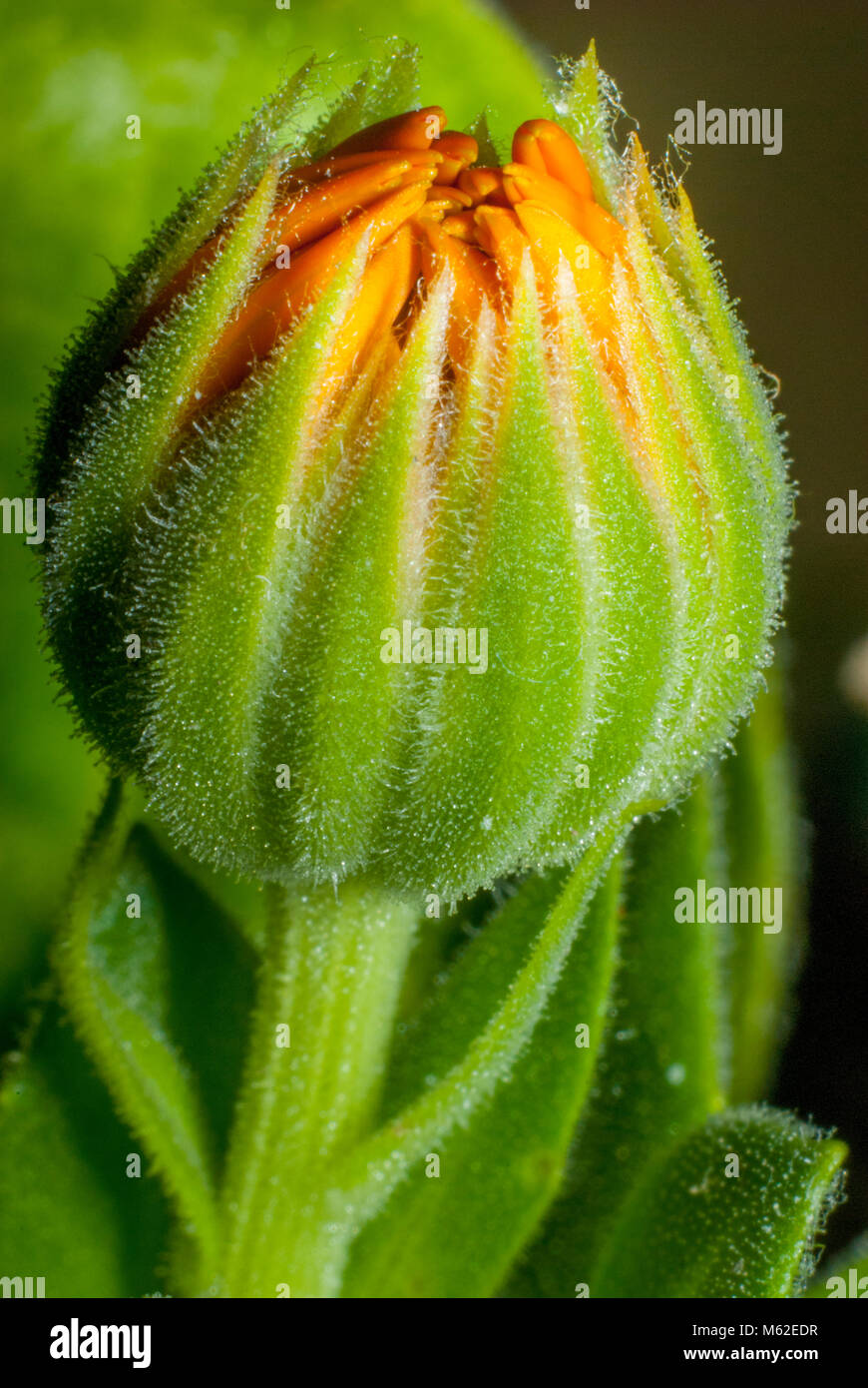 Closed lotus flowers hi-res stock photography and images - Alamy