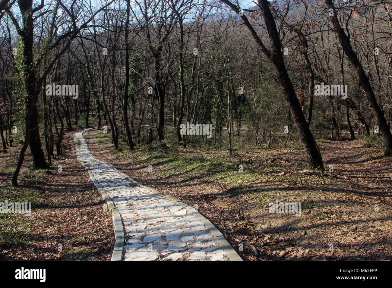 Stone path in a forest Stock Photo - Alamy