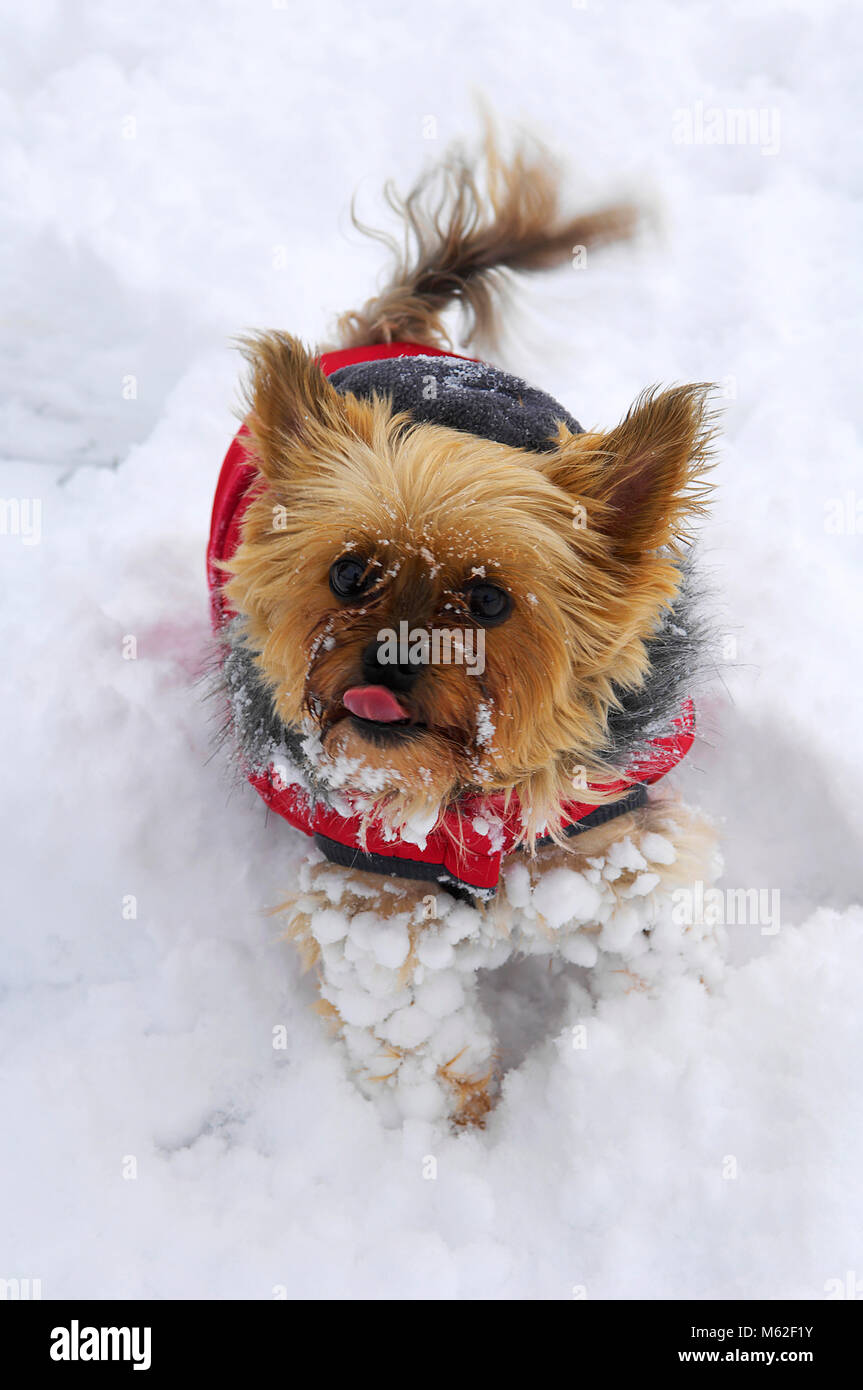 A cute Yorkshire Terrier, wearing a warm red coat, pictured in the ...