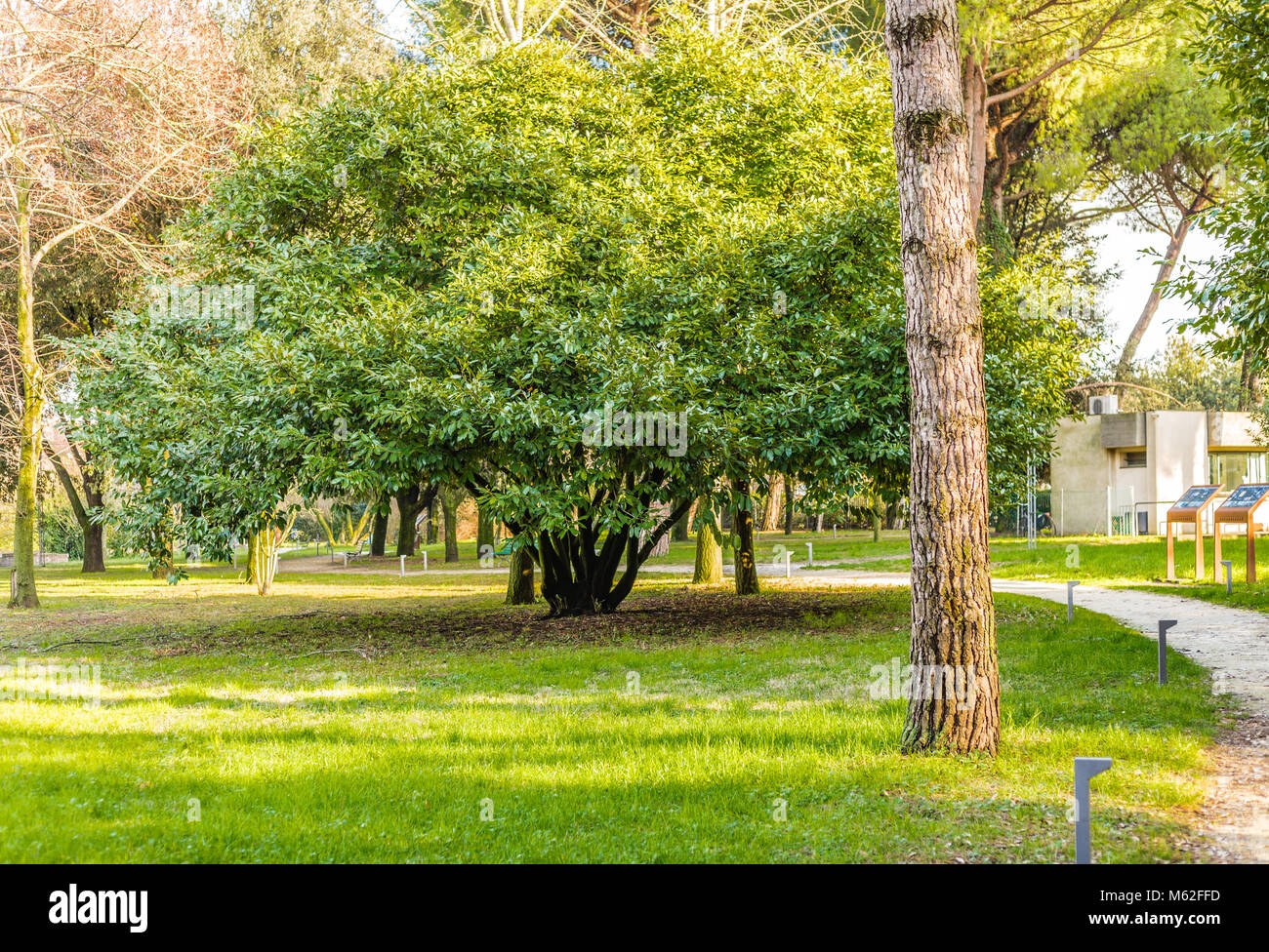 trees in green public garden Stock Photo - Alamy