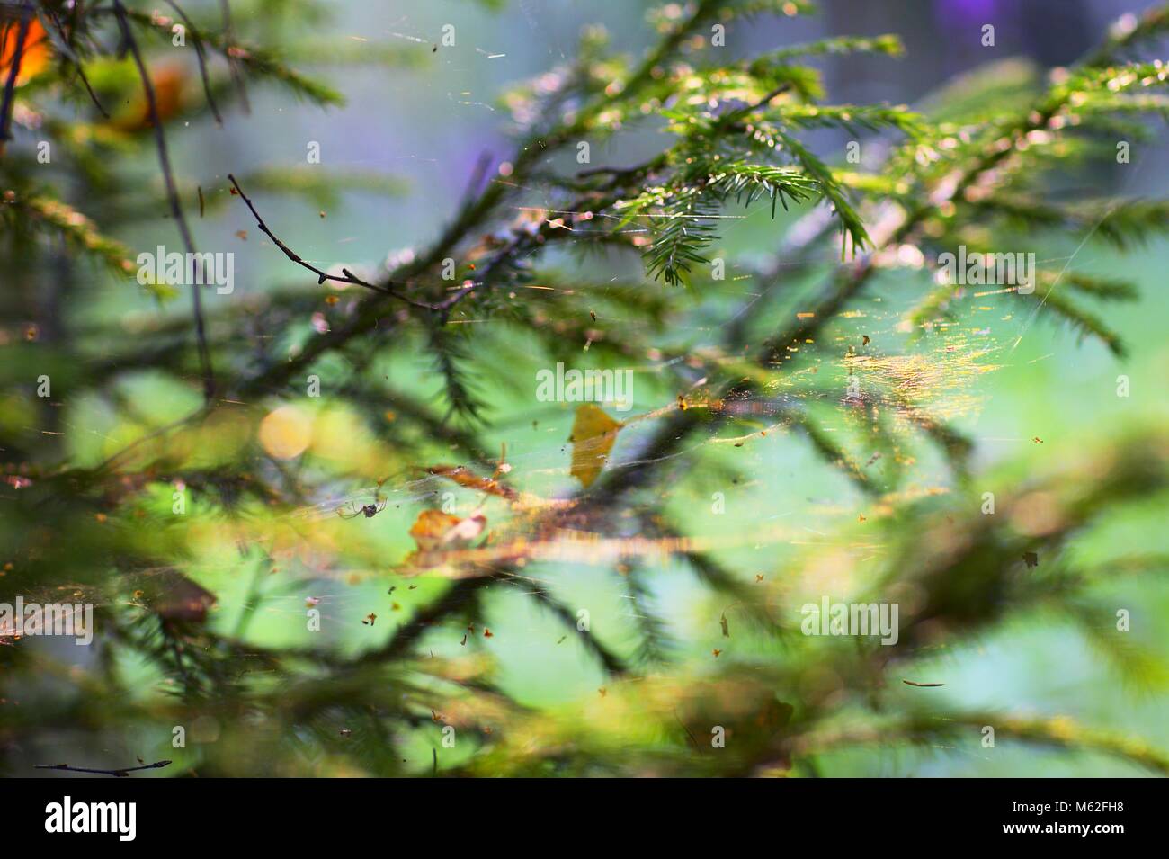 Nice patterns in the forest Stock Photo - Alamy