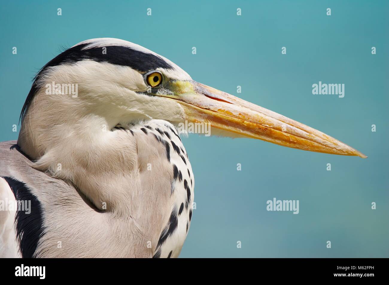 The Bird Portrait Stock Photo - Alamy