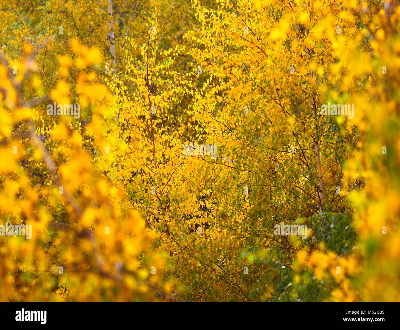 The nice autumn park Stock Photo - Alamy