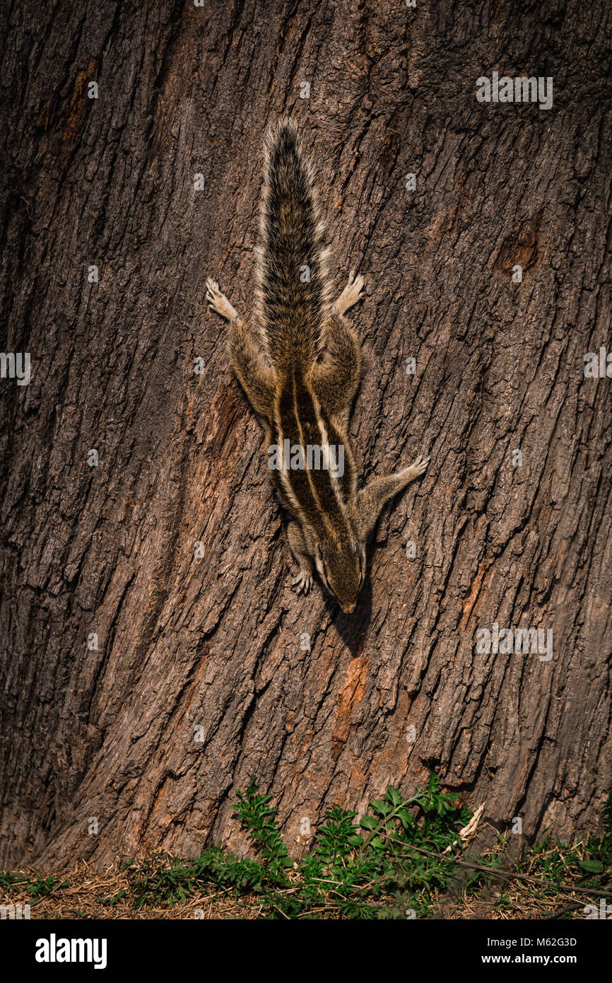 Raj ghat hi-res stock photography and images - Alamy