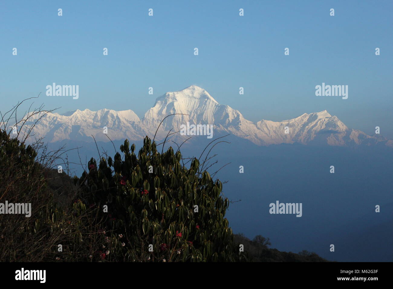 Sunrise chitwan park nepal hi-res stock photography and images - Alamy