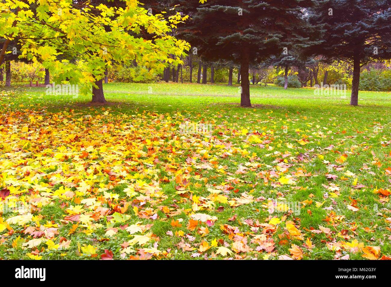 The nice october autumn park Stock Photo - Alamy