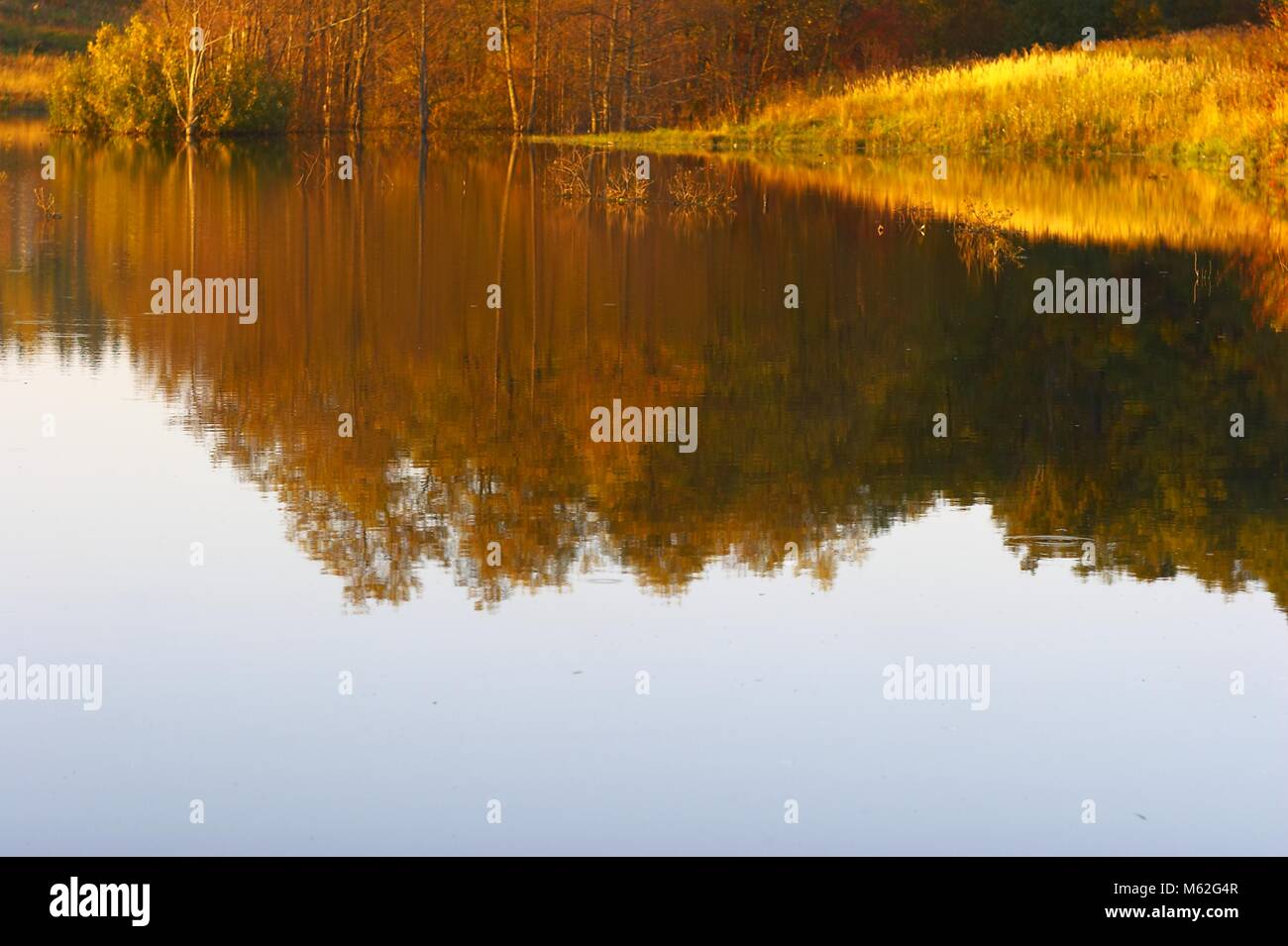nice forest reflection Stock Photo - Alamy