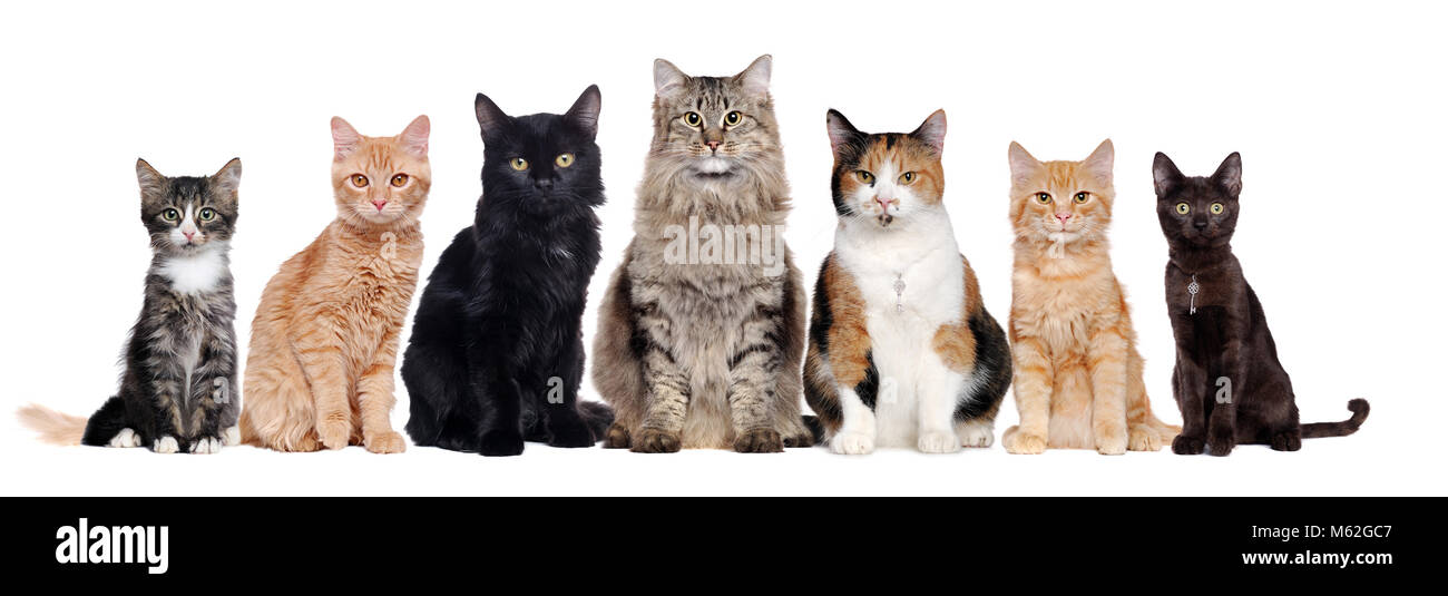 Collage Cats High Resolution Stock Photography and Images - Alamy
