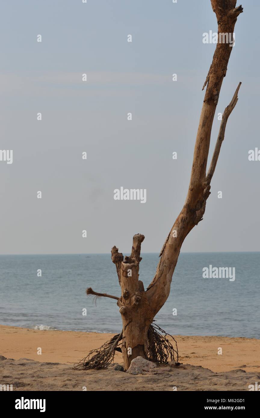 Beach and Tree Stock Photo - Alamy