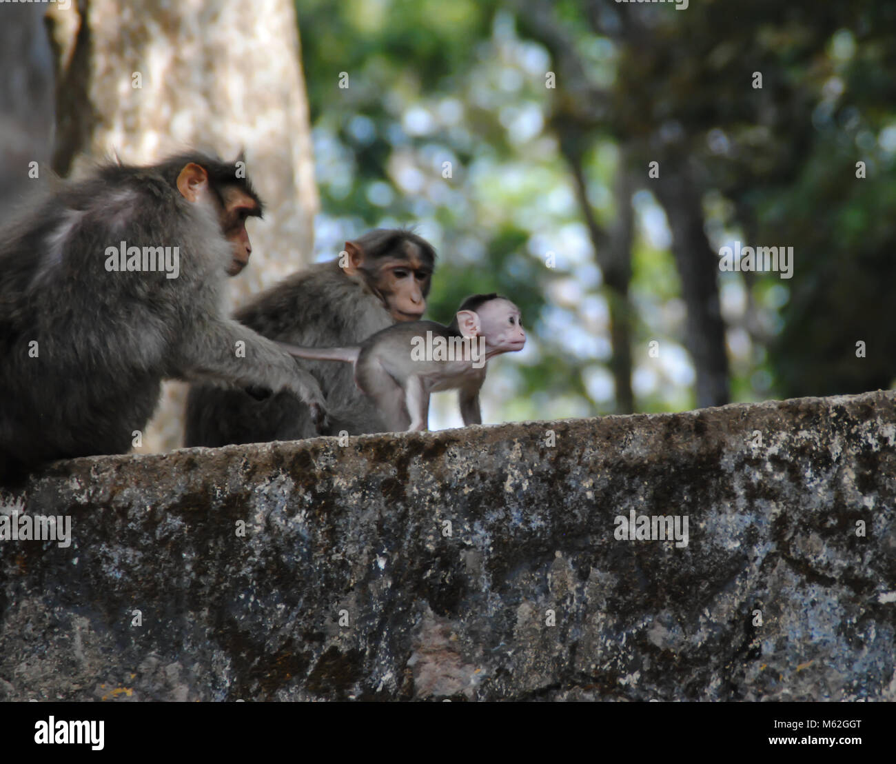 Monkey teaching baby hi-res stock photography and images - Alamy