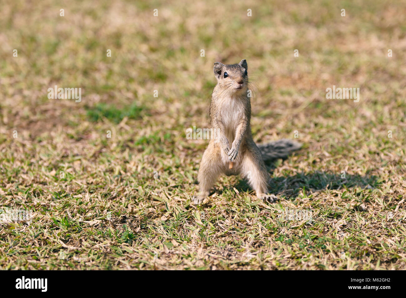 Raj Ghat New Delhi High Resolution Stock Photography and Images - Alamy