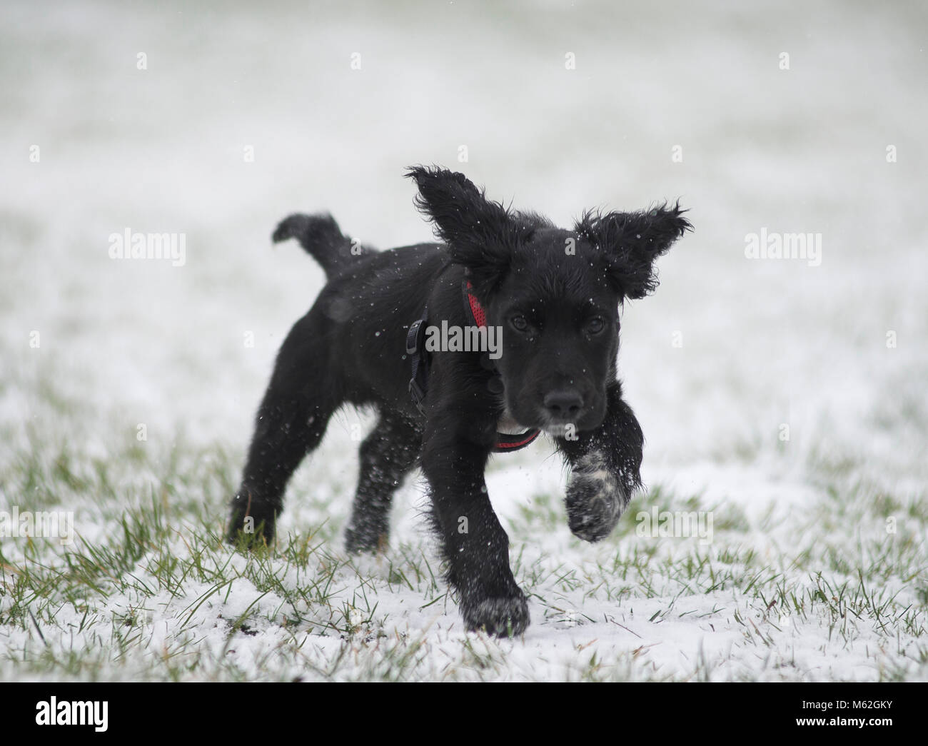 Cocker spaniel puppy running hi-res stock photography and images - Alamy