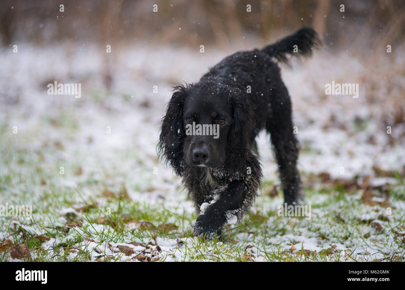 A Cocker Spaniel in the snow Stock Photo - Alamy