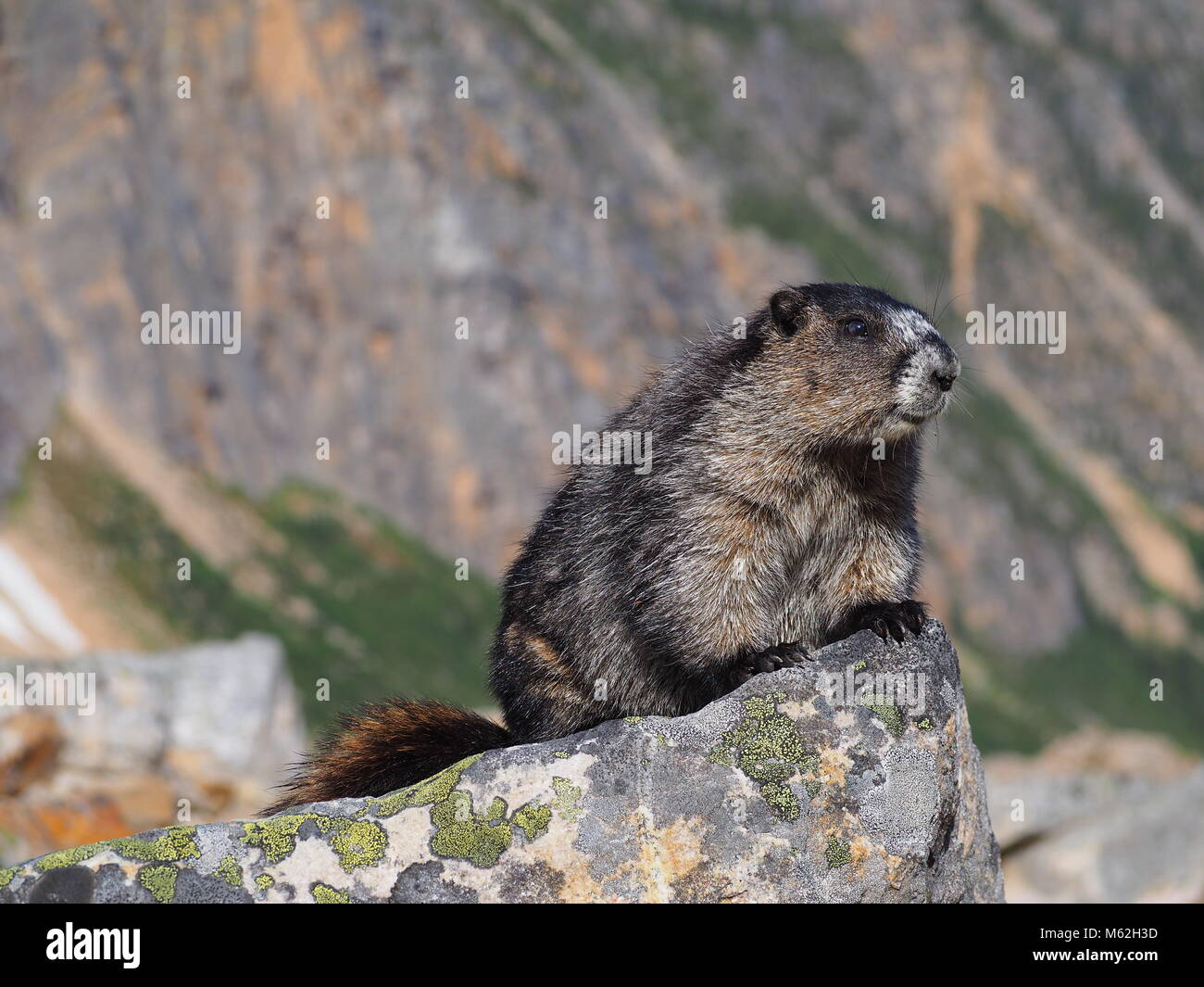 Marmot in Canadian Rockies Stock Photo - Alamy
