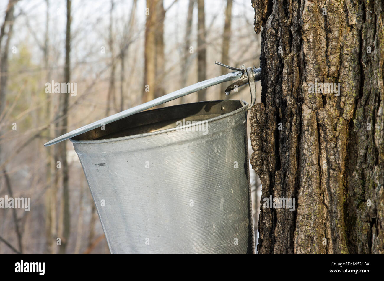 Tapping Maple Tree Stock Photos & Tapping Maple Tree Stock Images - Alamy