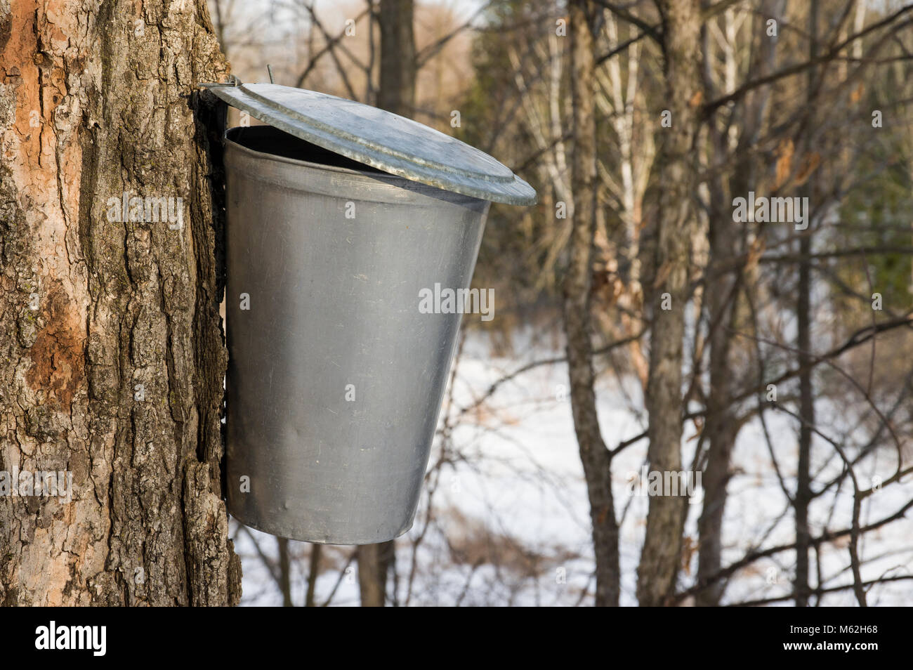 The first run of sap in Ontario for the 2018 maple syrup season Stock ...