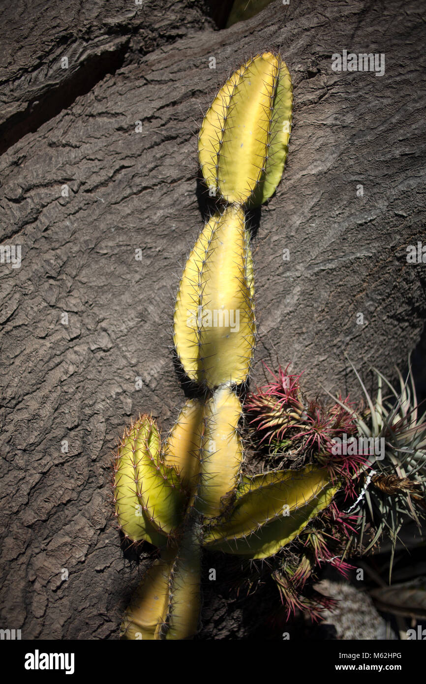 A yellow cactus in Jardin Etnobotanico garden in Oaxaca, Mexico Stock ...