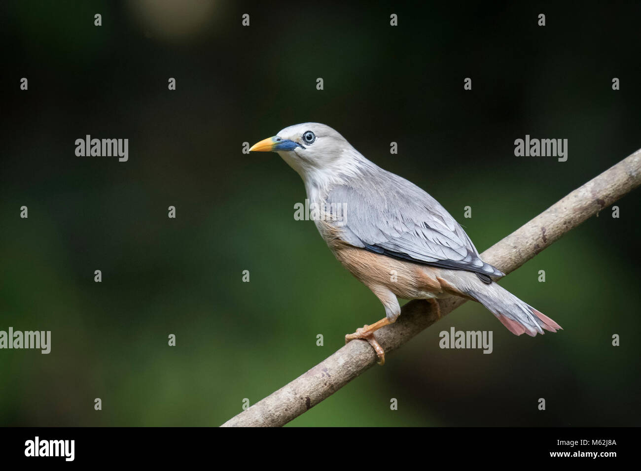 Dream frame hi-res stock photography and images - Alamy