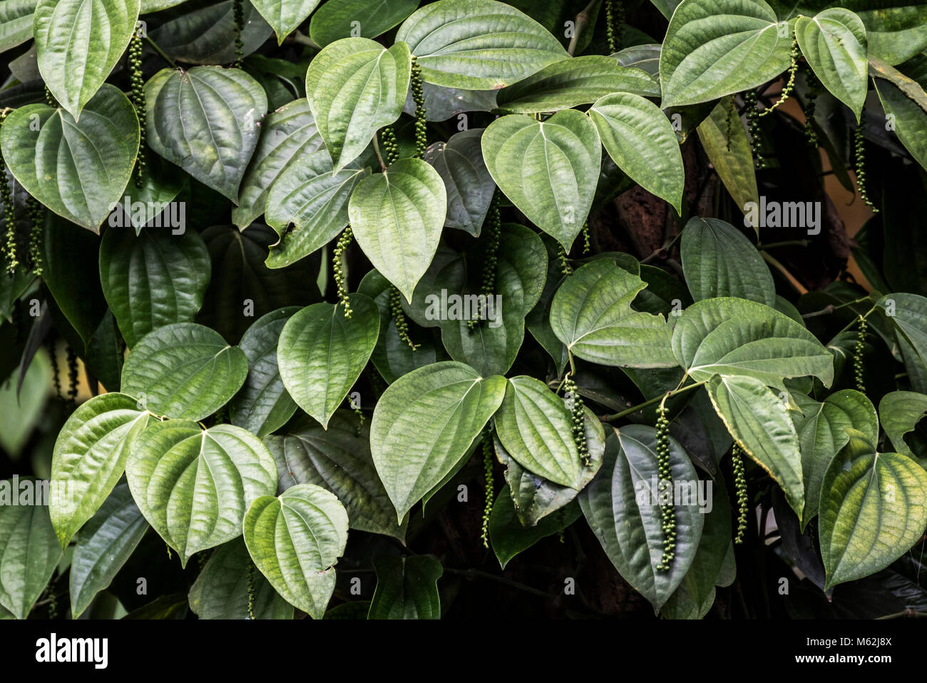 Unripe drupes of Black Pepper, Green Pepper plantation in coorg ...