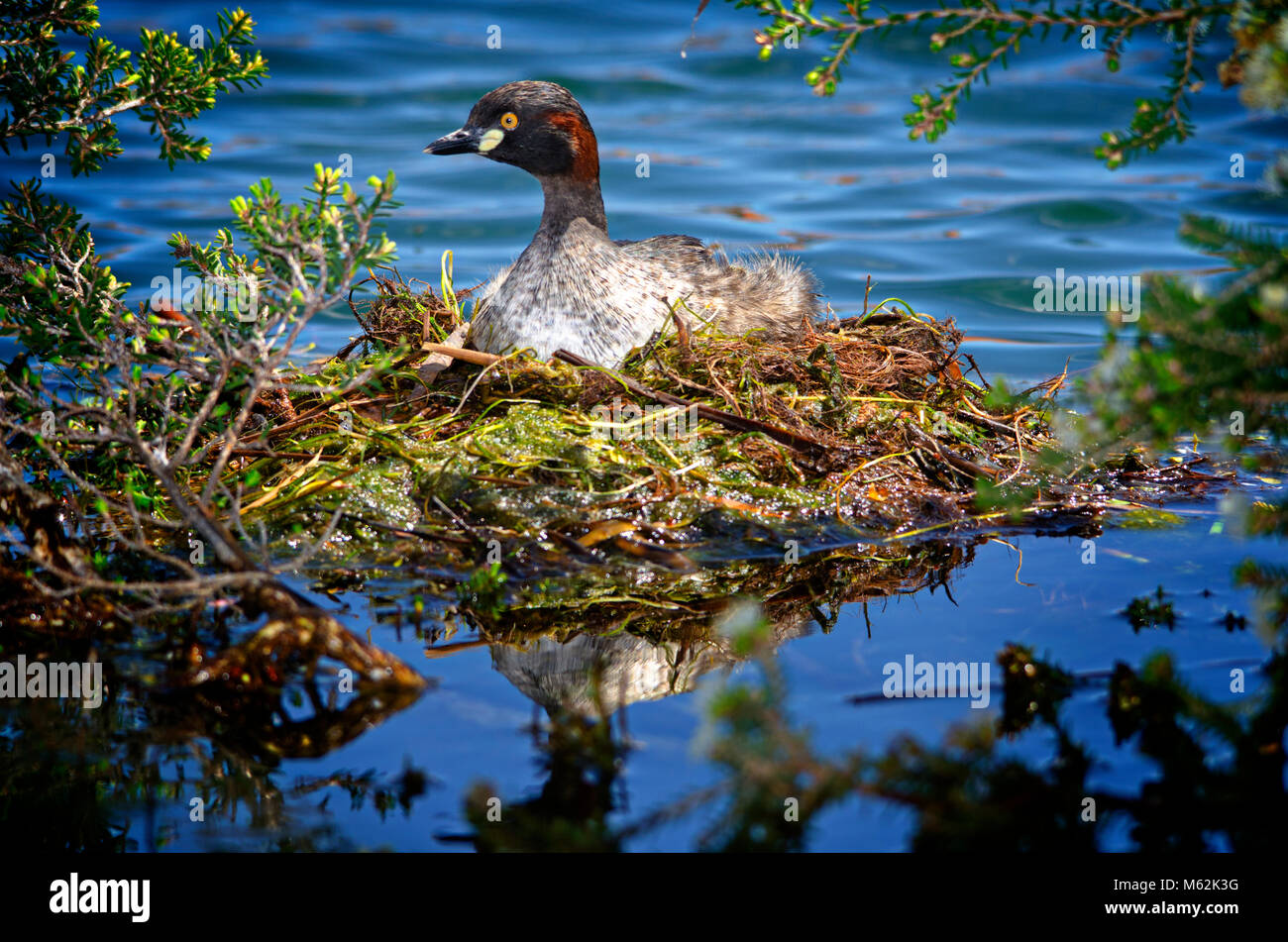 Adult Australasian grebe (Tachybaptus novaehollandiae) sitting on nest ...