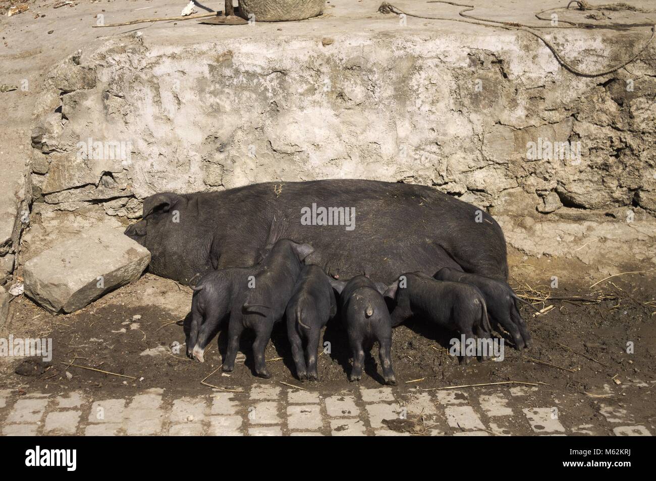 China pigs rural hi-res stock photography and images - Alamy