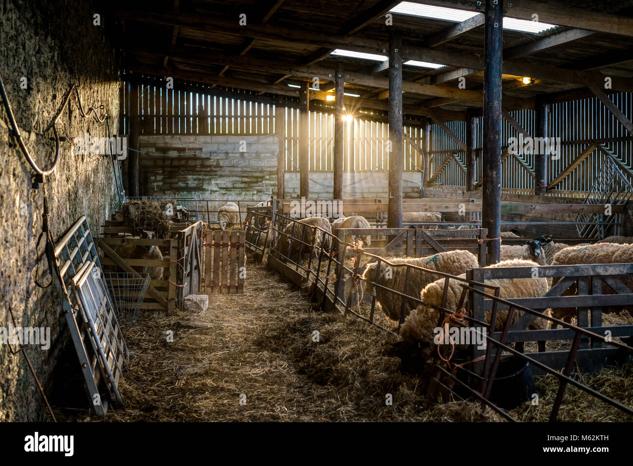 Lambing pens hi-res stock photography and images - Alamy